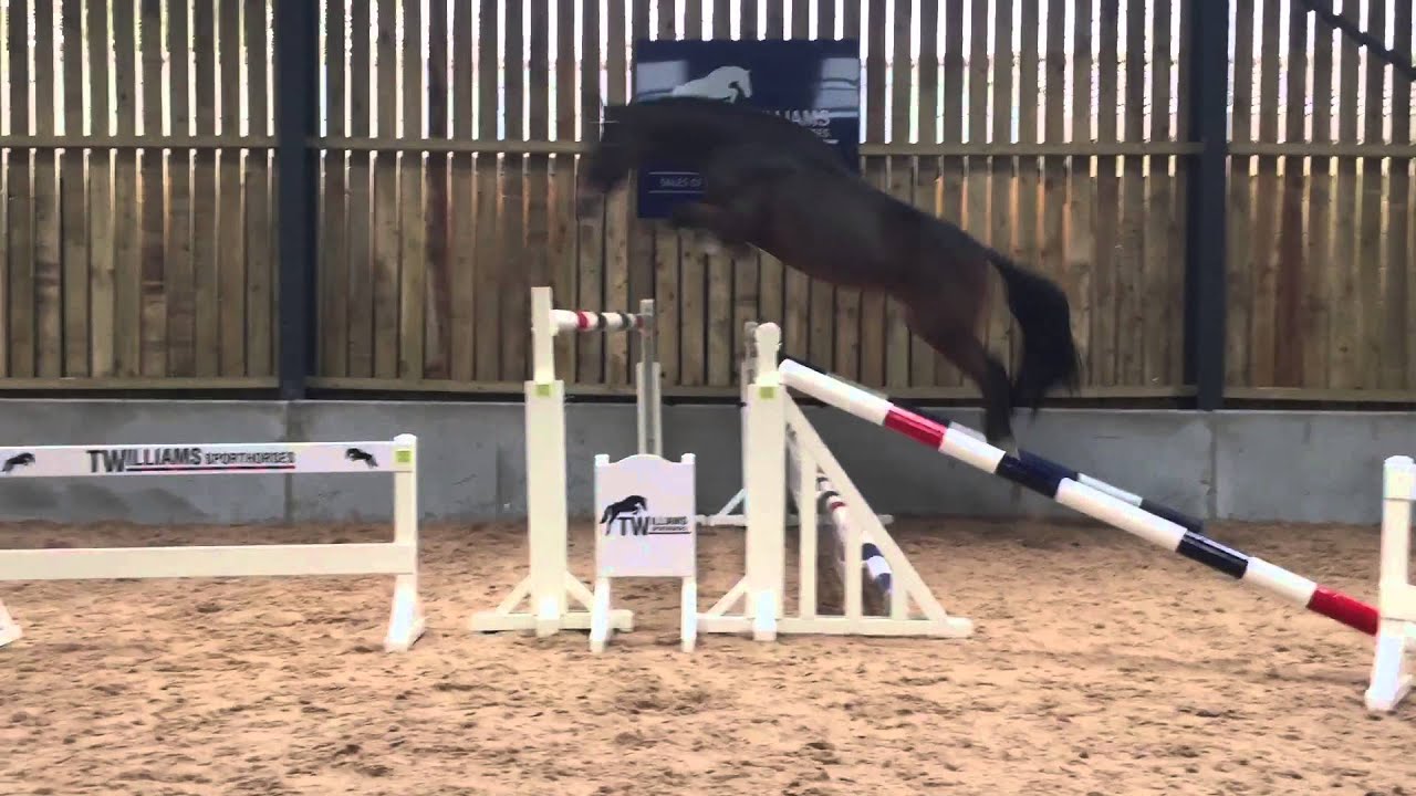 **PLOT BLUE x Goodtimes Elite dam 2012 stallion - YouTube
