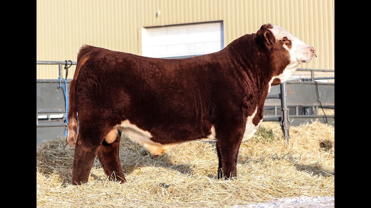 K-Cow Knockout 79K - YouTube