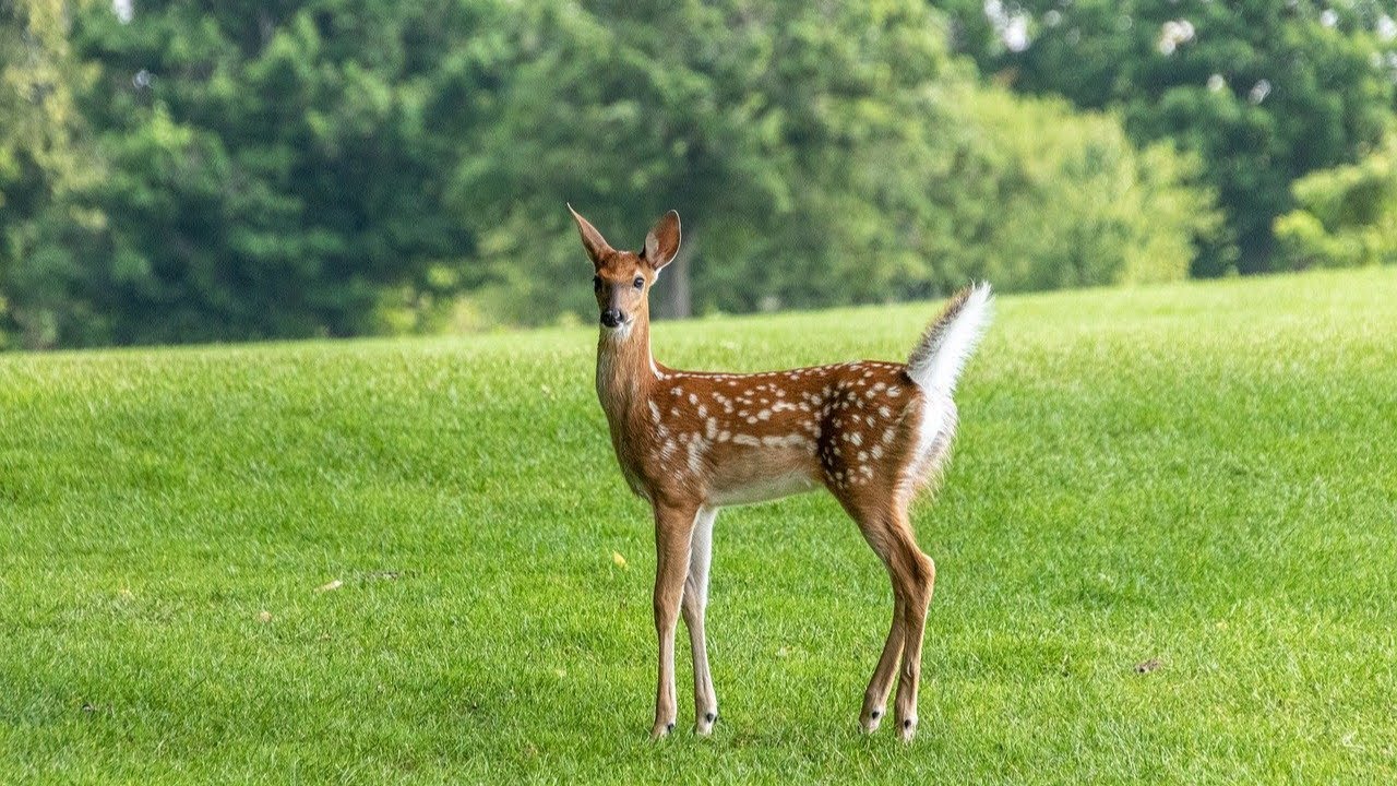 Dear Animal l Beautifull Wildlife ll Pets ll The Animals Life - YouTube