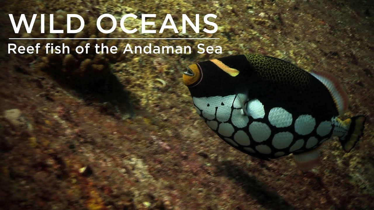 We found Nemo (and some other amazing fish species) in the Andaman Sea ...
