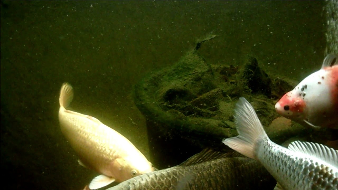 Pausefisk #10 - YouTube