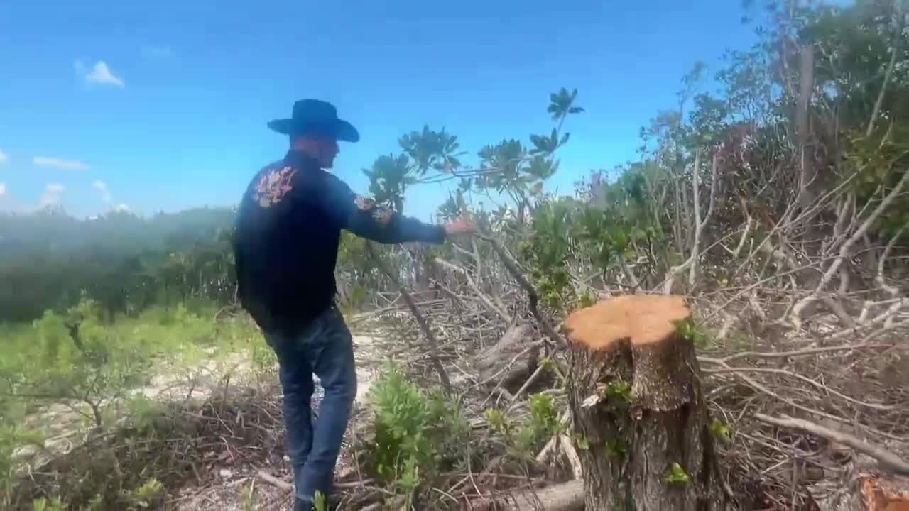Singer Island property owner wants answers after mangroves 'destroyed ...