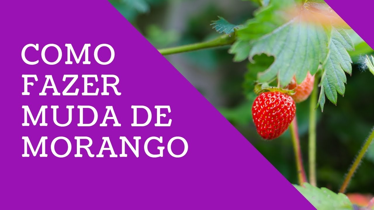 Como fazer muda de morango - YouTube