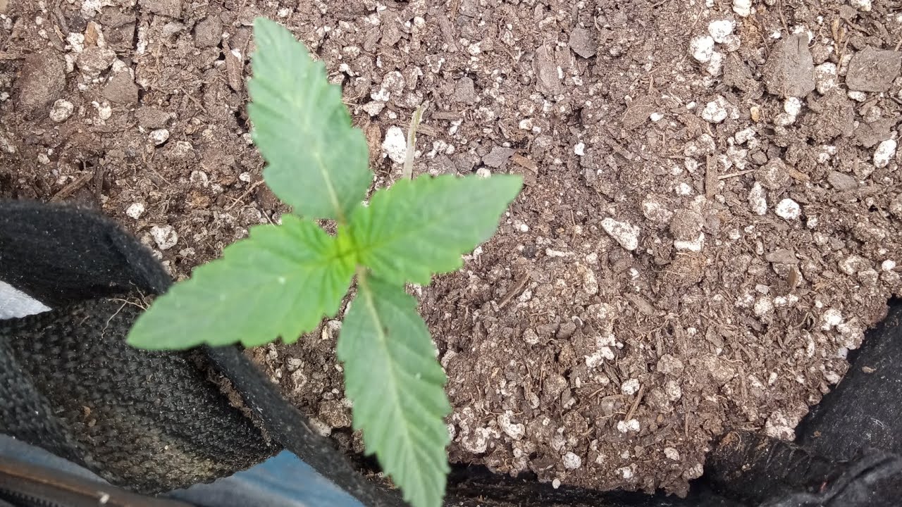 week 1 complete update - YouTube