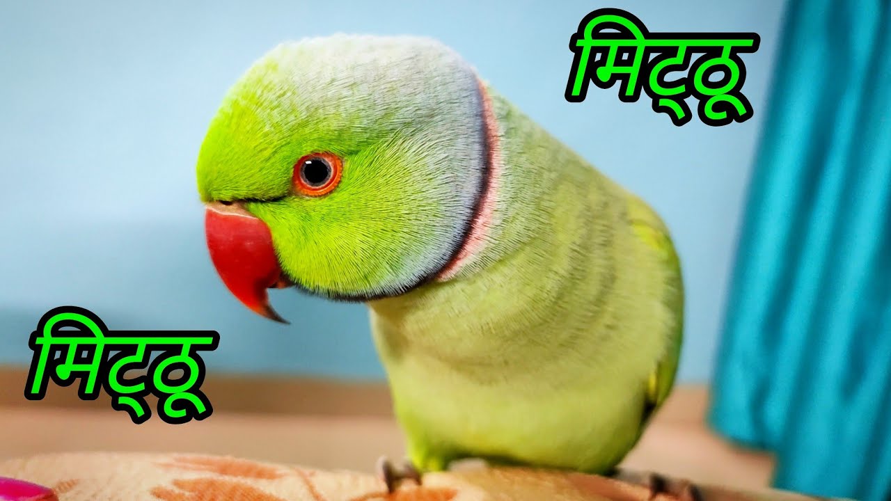 Parrot Talking Mitthu Mitthu || Beautiful Speaking Mummy Papa - YouTube