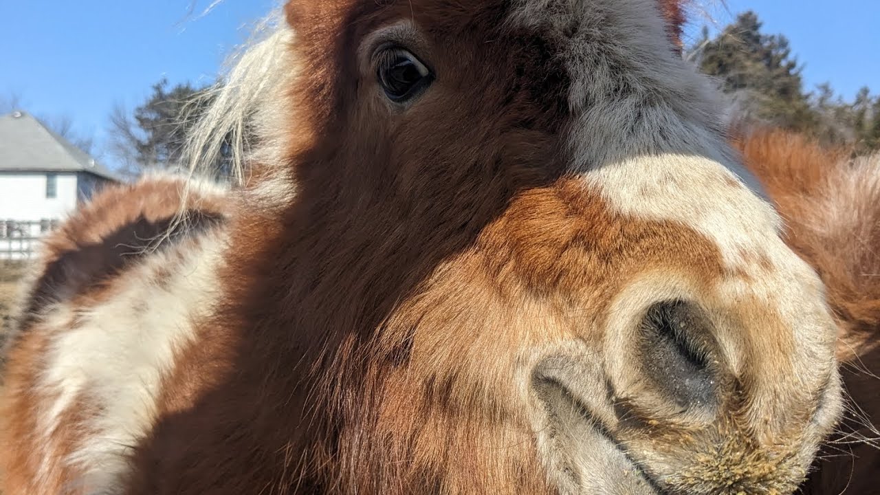 THIEF! Pixie is sure everyone else's breakfast is better than hers 😂 # ...