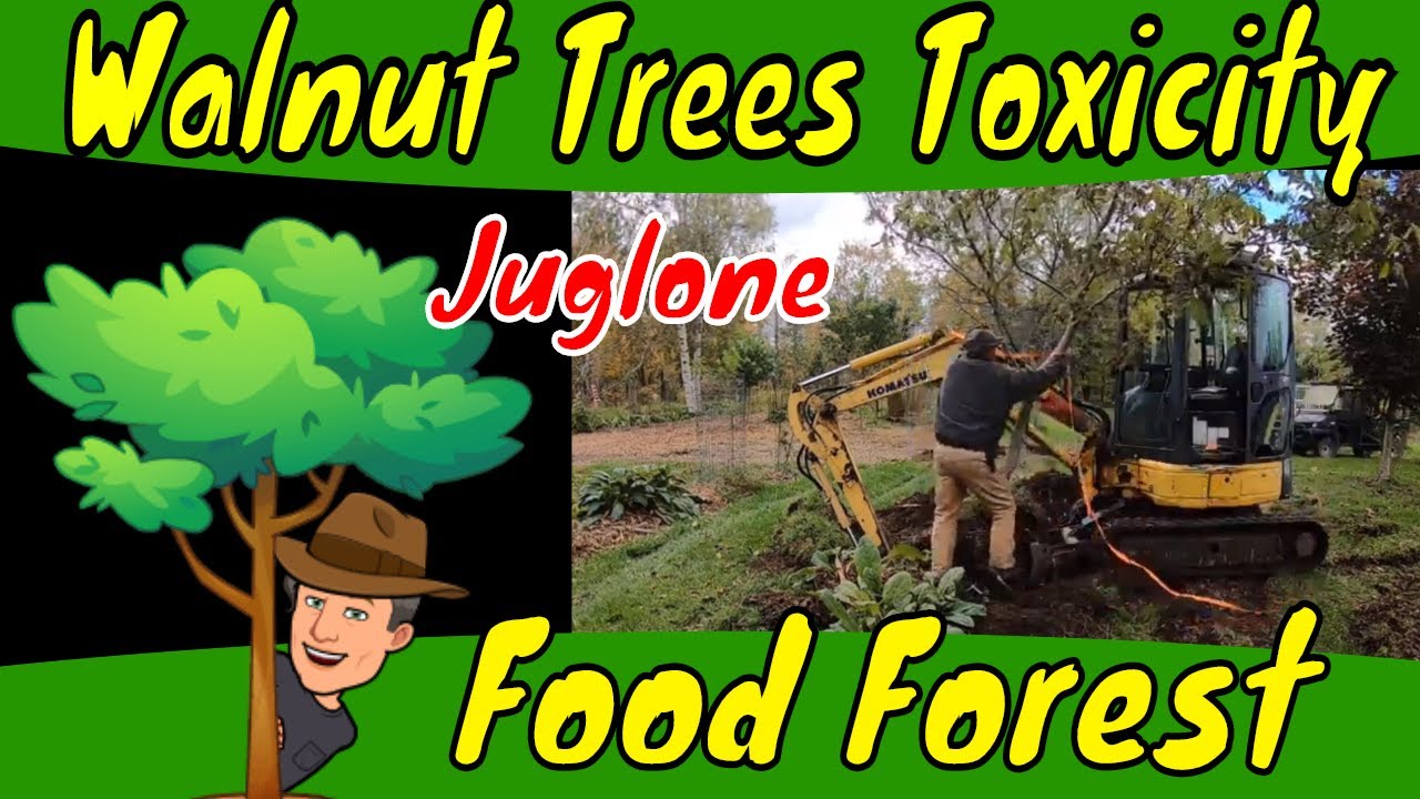 Walnut Trees in a Food Forest What I learned - YouTube