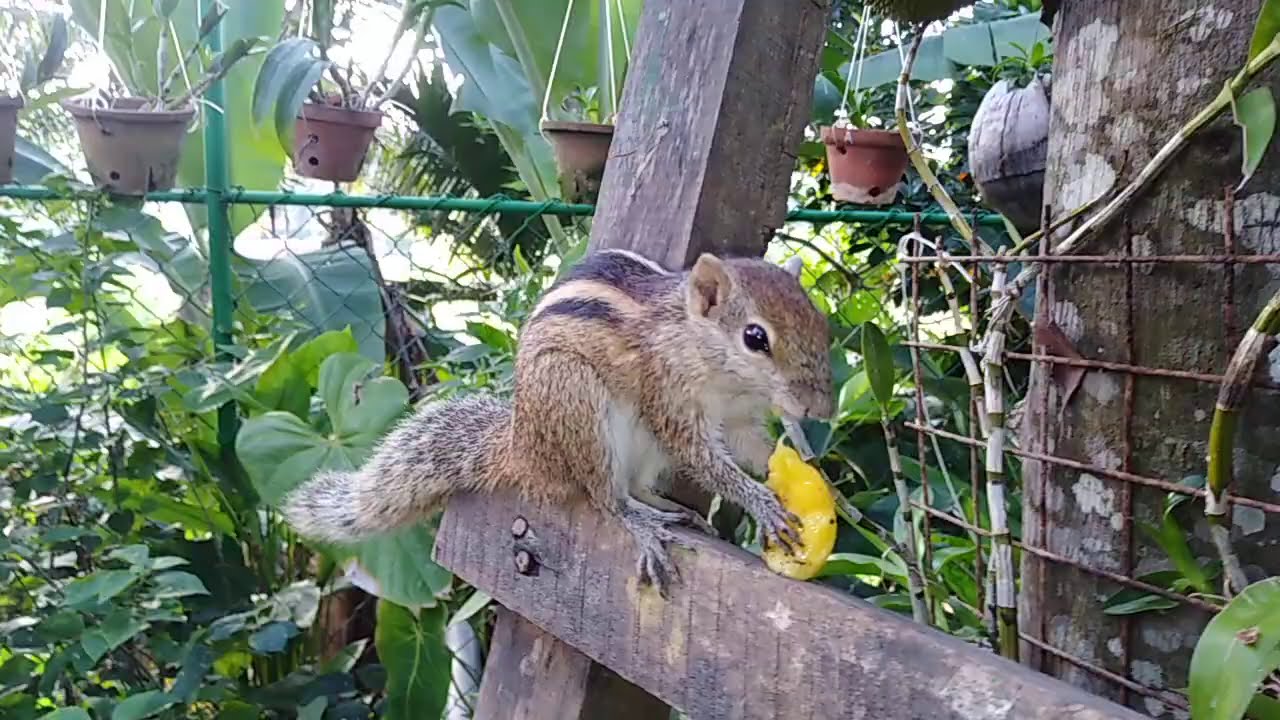 Friendly backyard squirrels hand feeding and request more foods - YouTube