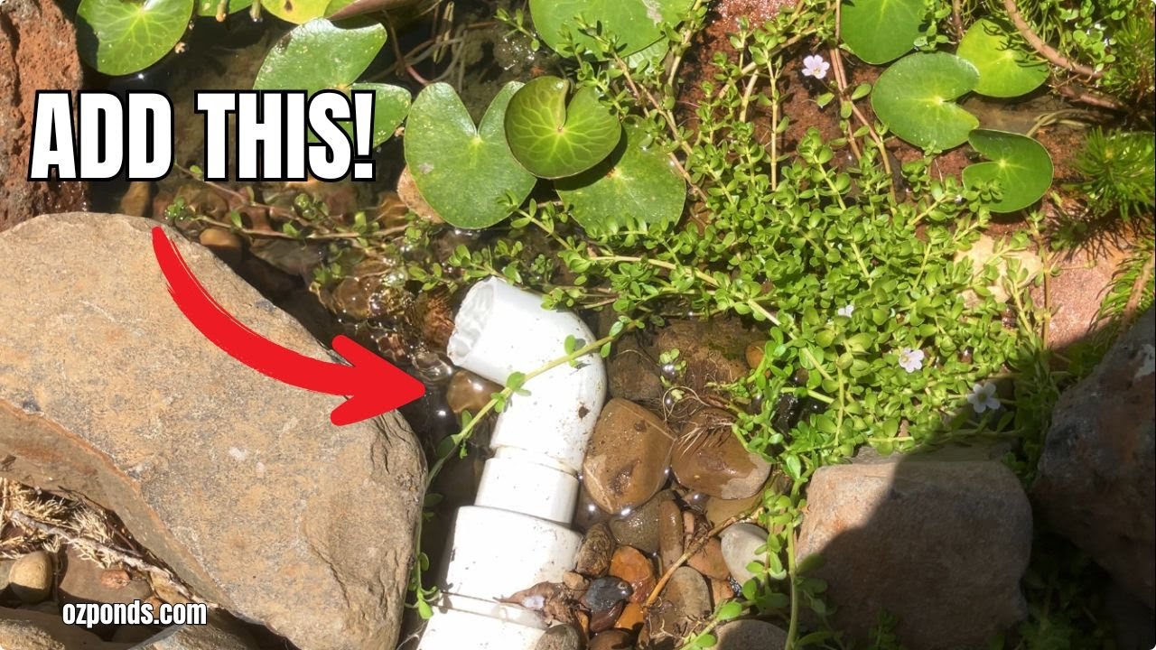 Why Your Bog Filter Needs a Breather Pipe - YouTube