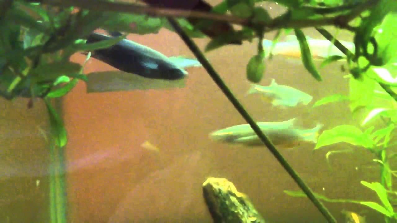 How to use dither fish - YouTube