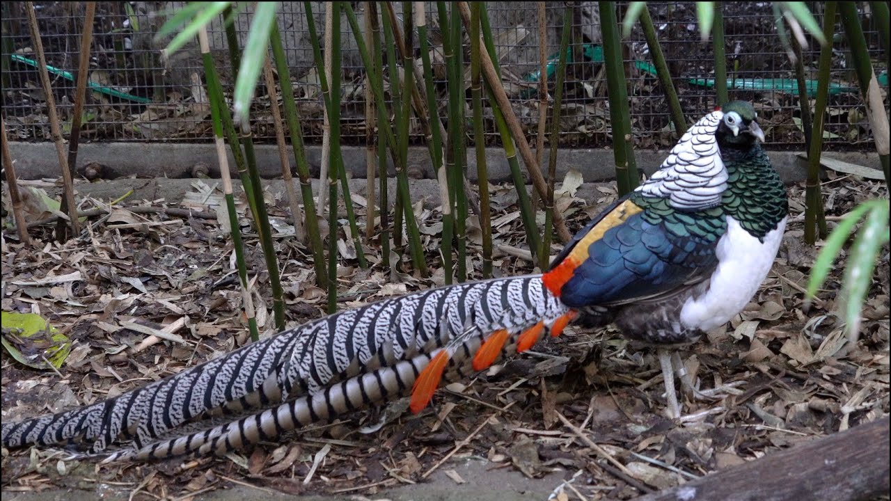 Amazing Birds @ Wetland Aviary, Taronga Zoo, Sydney - YouTube