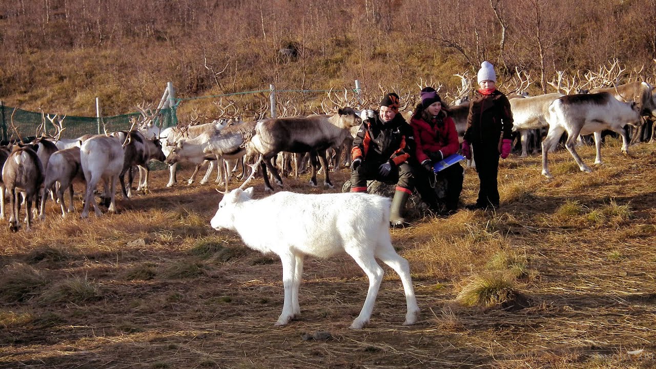 First Reindeer Separation in This Autumn, Syksyn ensimmäinen ...