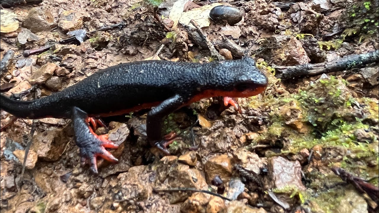 Highlight Reel: Newt crossing! - YouTube