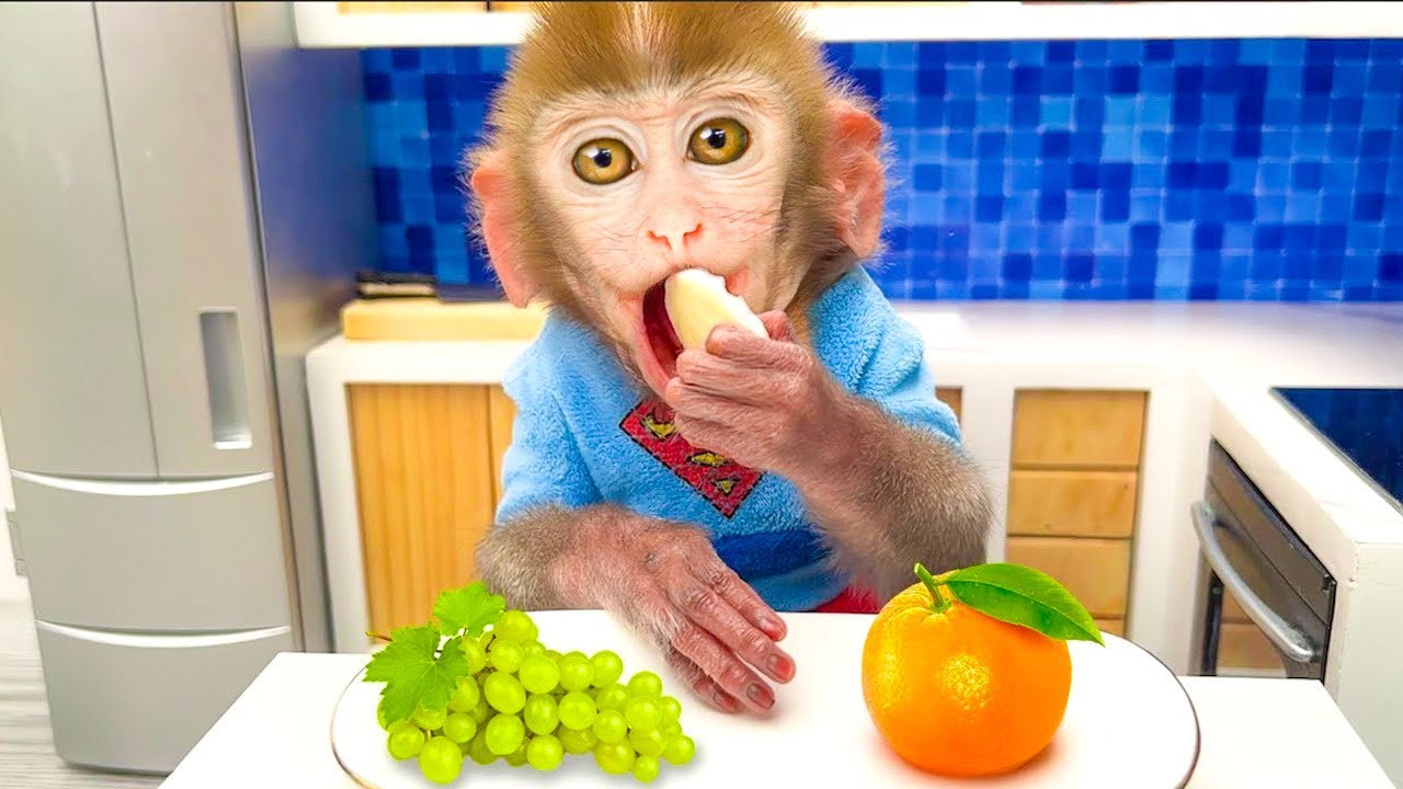 Baby monkey bon bon learns to go to the toilet and puppy & baby rabbit ...
