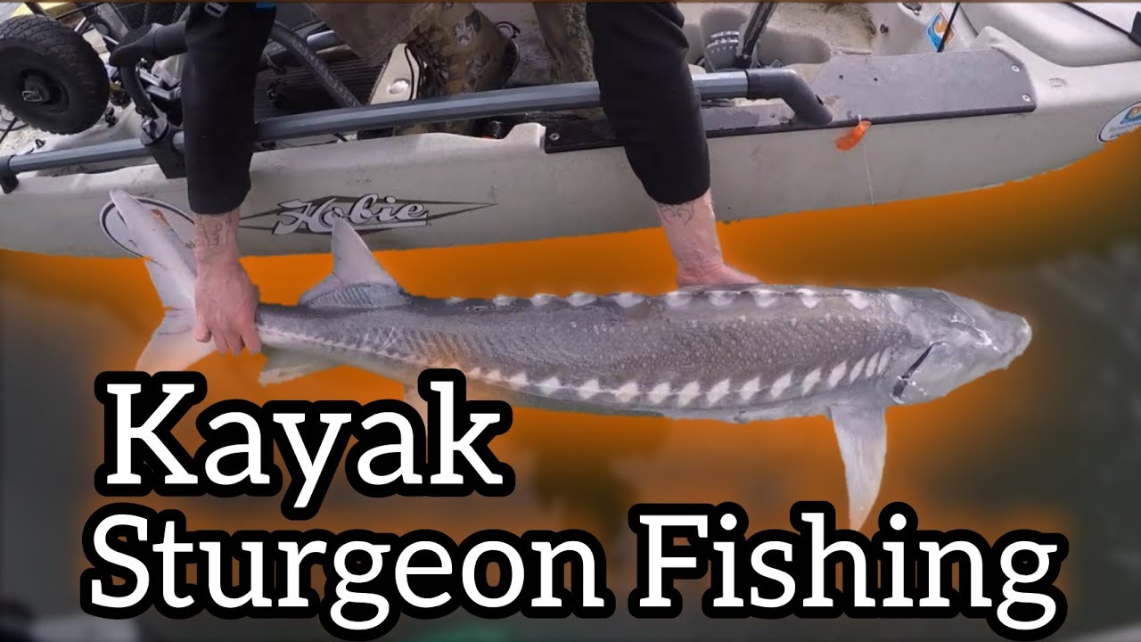 Adrenaline Rush: Sturgeon Fishing on a Kayak | Willamette River Oregon ...