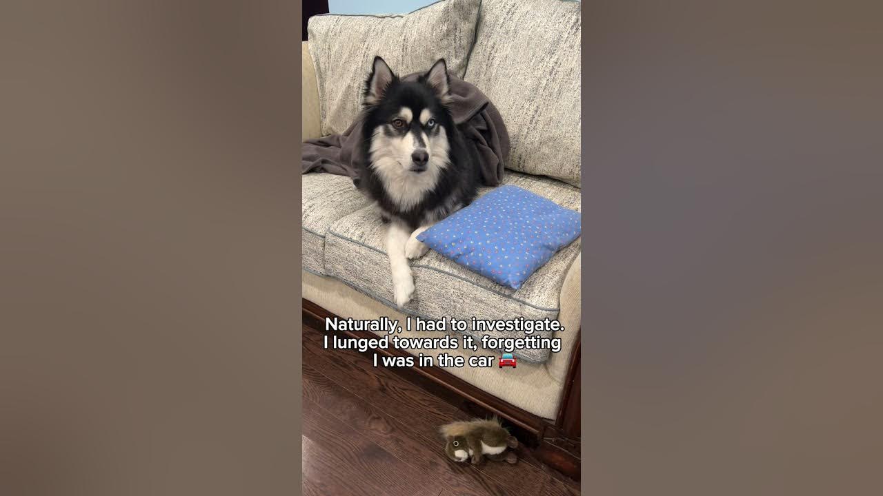 Hello everyone! I’m Zeus, the most adventurous Pomsky you’ll ever meet 🐶🤪🐿️ #shorts #dog #funny ...