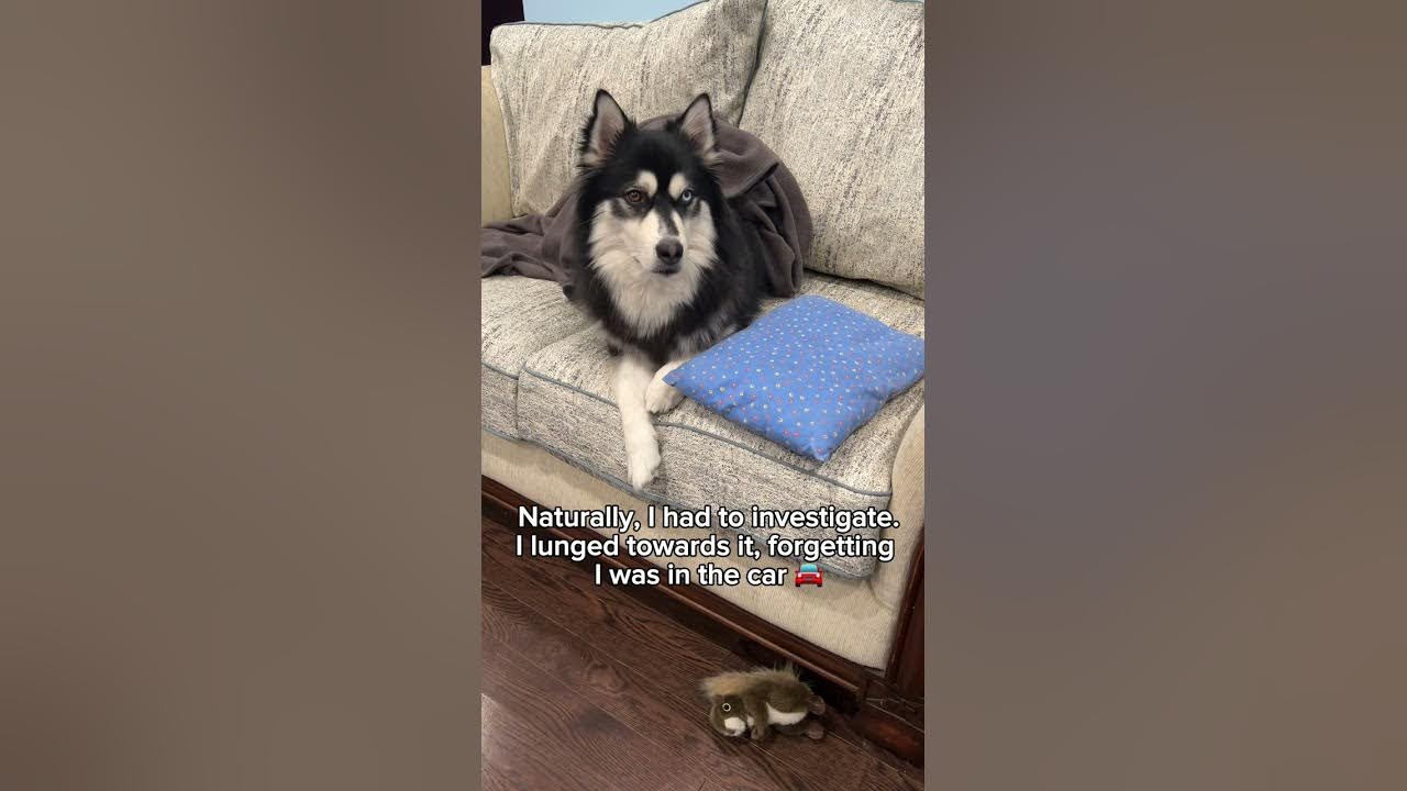 Hello everyone! I’m Zeus, the most adventurous Pomsky you’ll ever meet 🐶🤪🐿️ #shorts #dog #funny ...