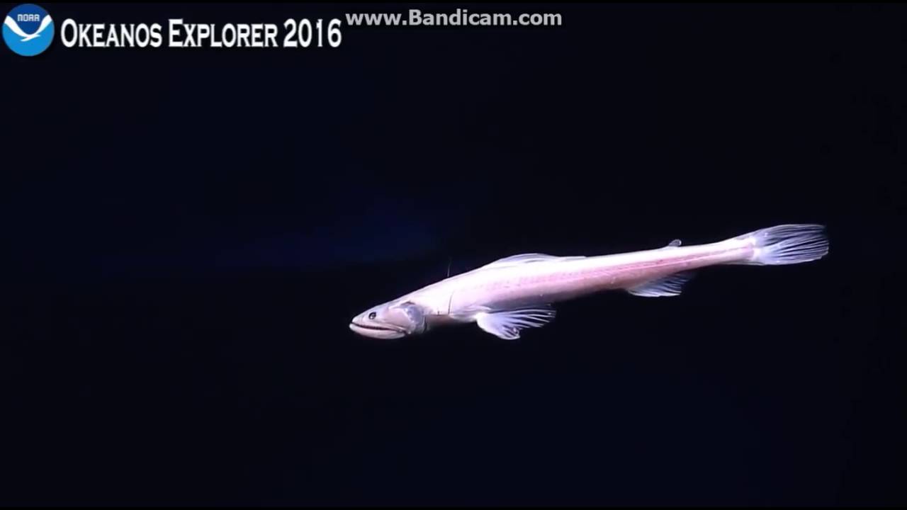 Bathysaurus mollis Okeanos 2016 - YouTube