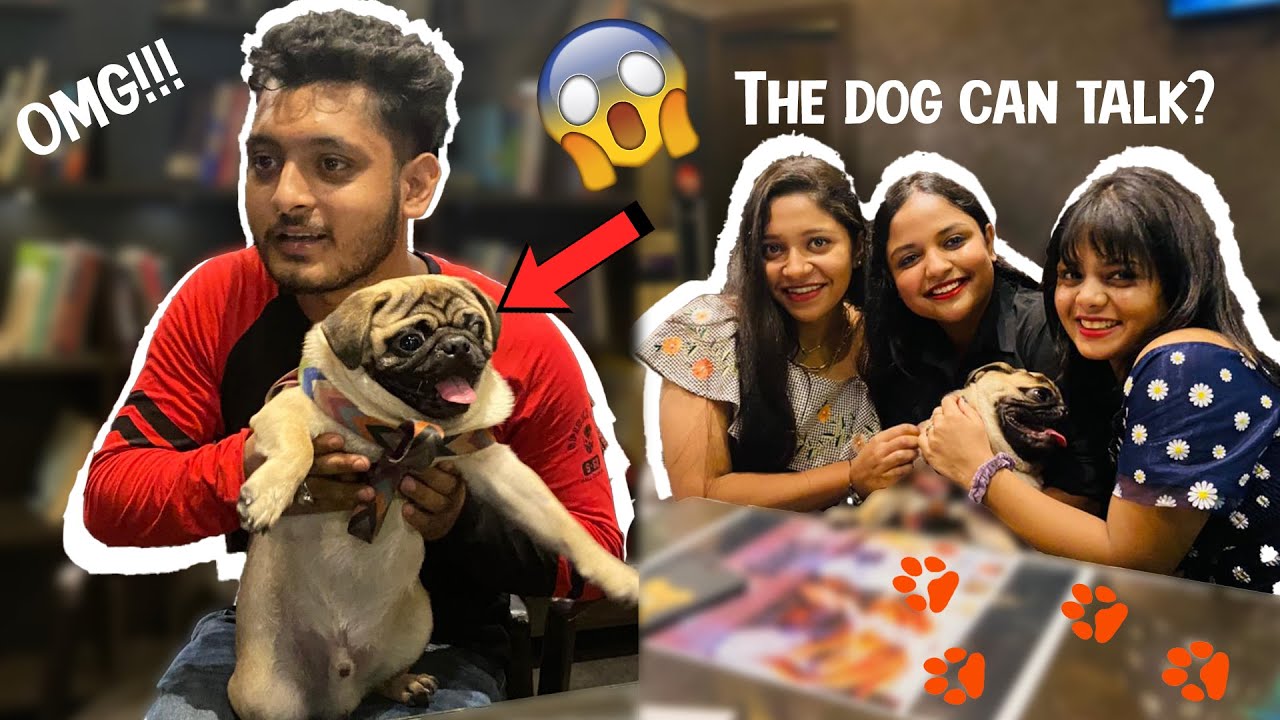 Pet friendly cafe in Kolkata | The Green House by Abesh Kundu Choudhury ...