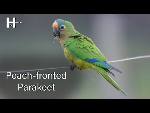 Peach fronted Parakeet Bird Sounds