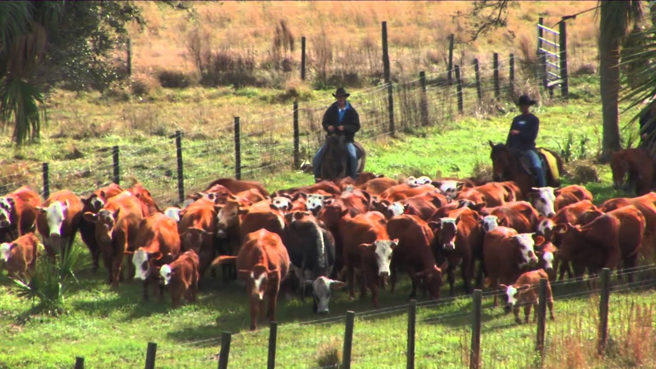 Florida, First Home Of The American Cowboy - Florida Crackers Movie ...