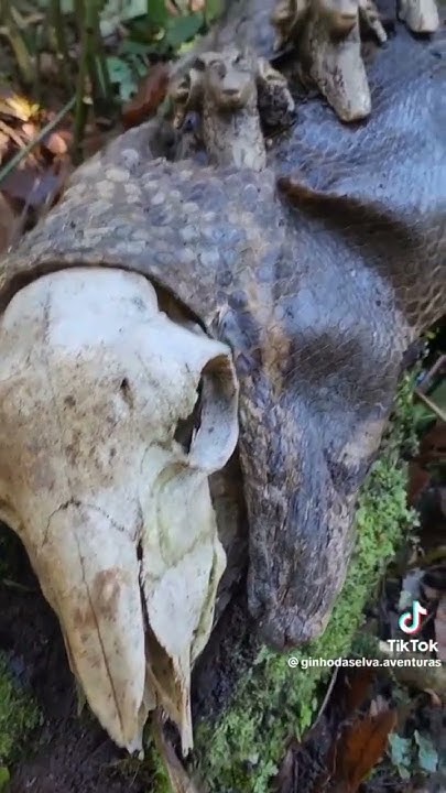 Python snake swallow buffalo - YouTube