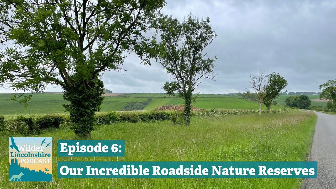 Our Incredible Roadside Nature Reserves - YouTube