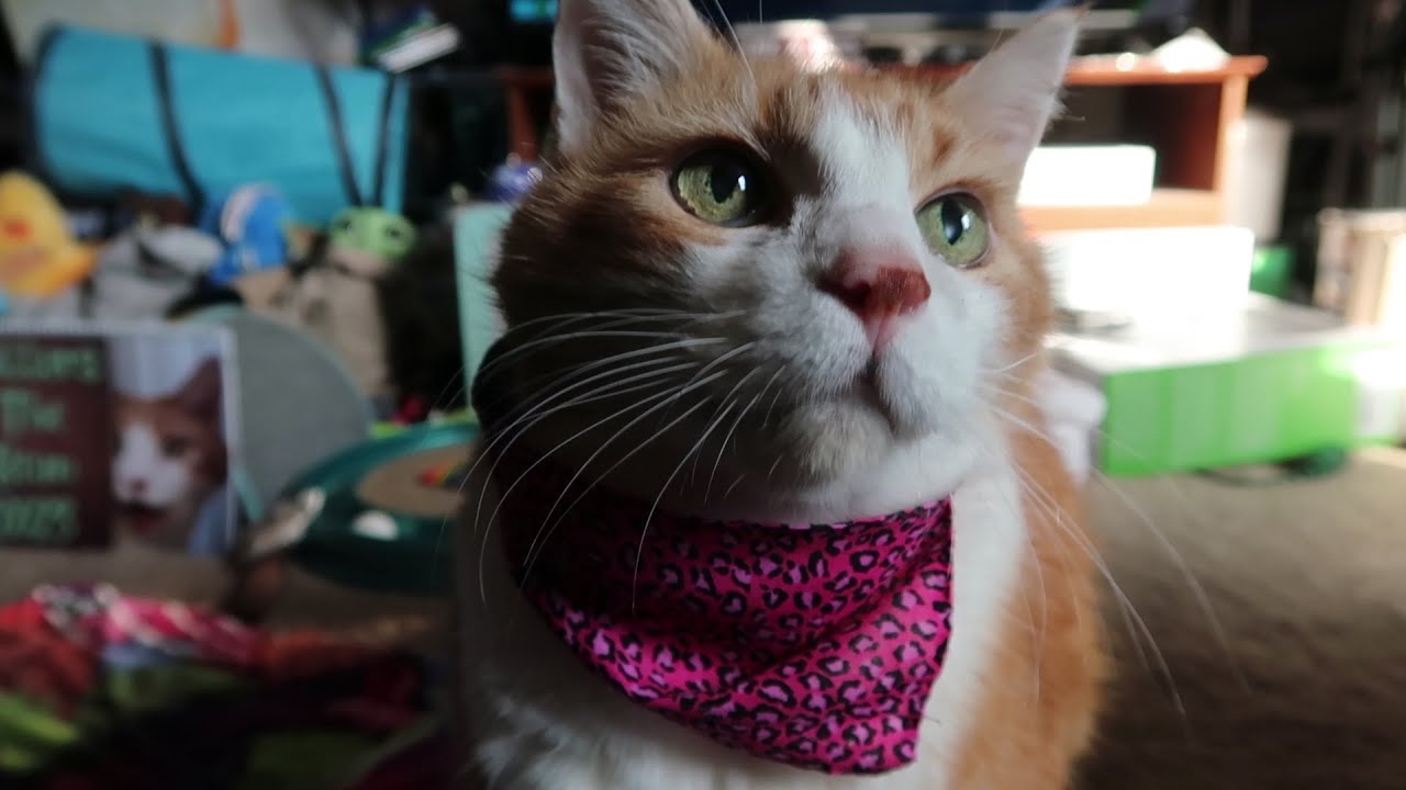Pretty in Meows - YouTube