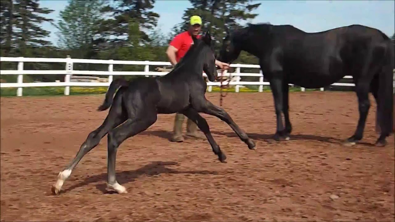 *SOLD* Hallstatt 2016 German Hanoverian colt - YouTube