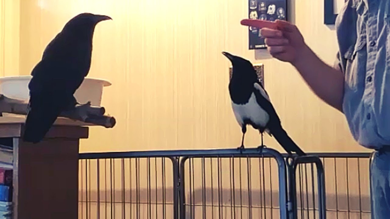 Magpie talks while crow watches - YouTube