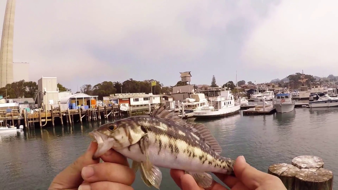 I Was NOT Prepared For Big Fish... (Morro Bay) - Vlog #9 - YouTube