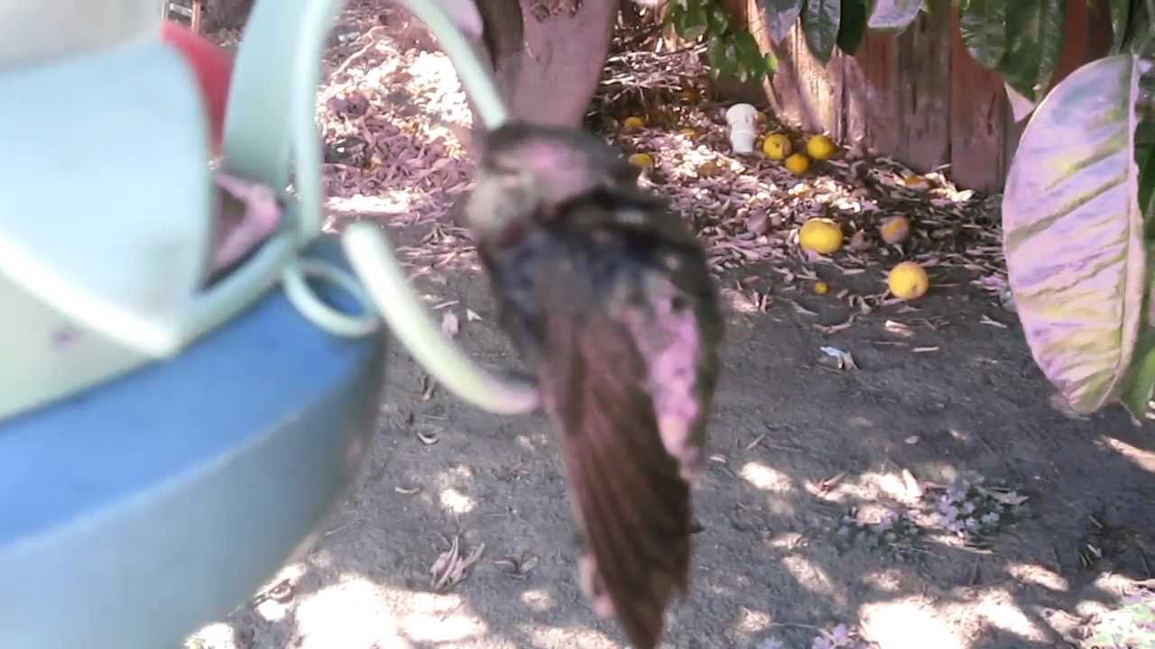 "HUMMINGBIRD, U DEAD??" (1 of 2) - YouTube