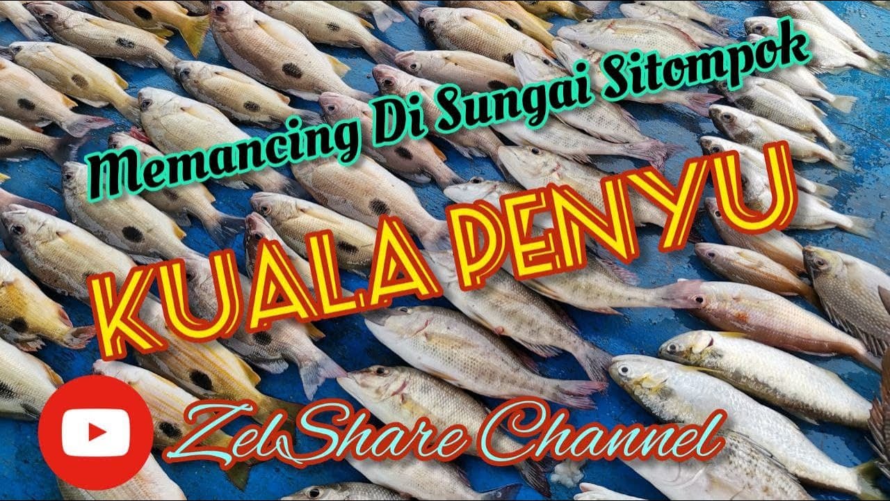 MEMANCING IKAN TETANDA DAN KETAMBAK SUNGAI SITOMPOK KUALA PENYU - YouTube
