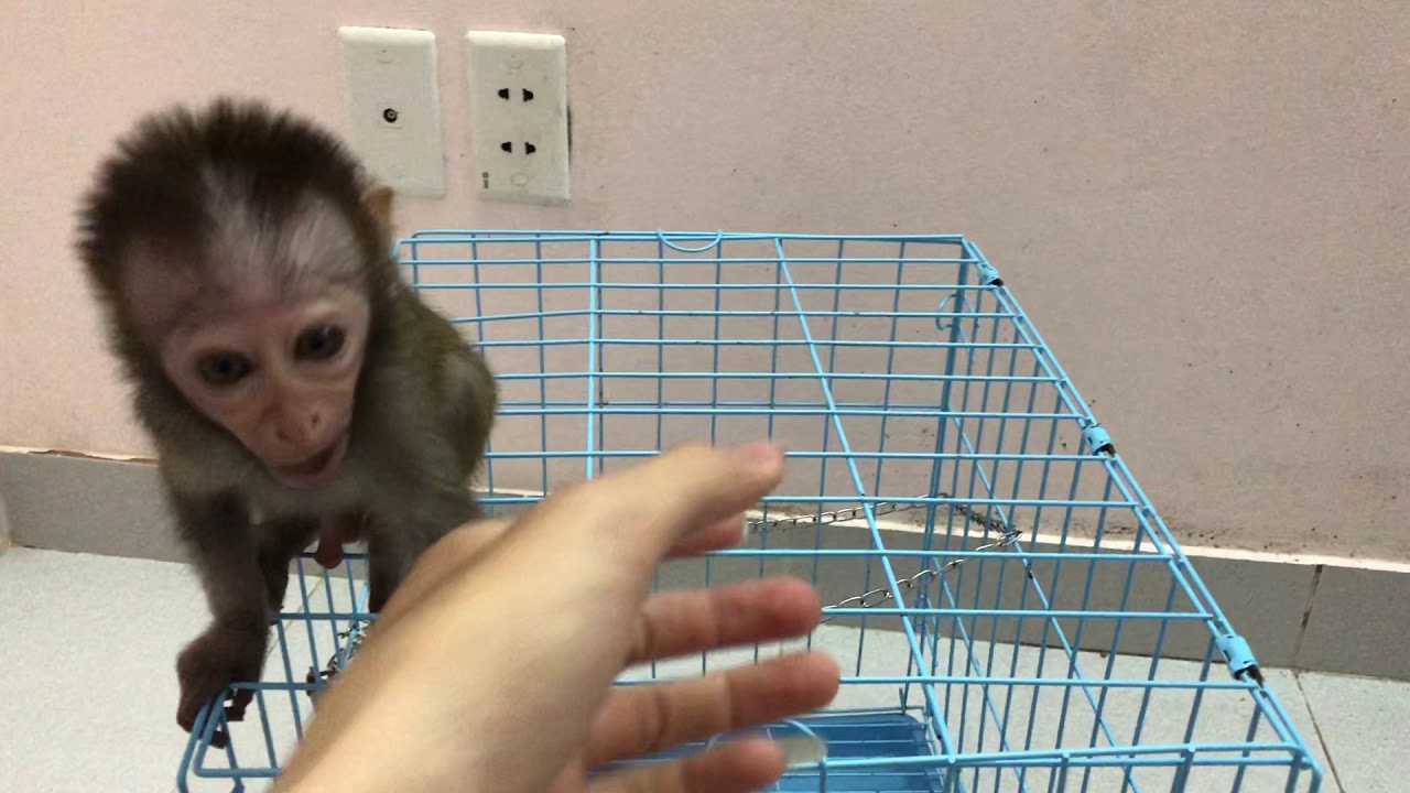 Monkey Come Back - YouTube