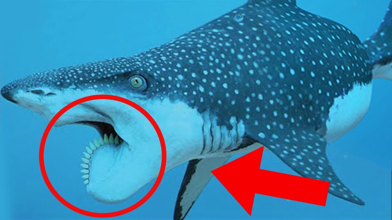 10 CELE MAI CIUDATE SPECII DE RECHINI DIN INTREAGA LUME! - YouTube