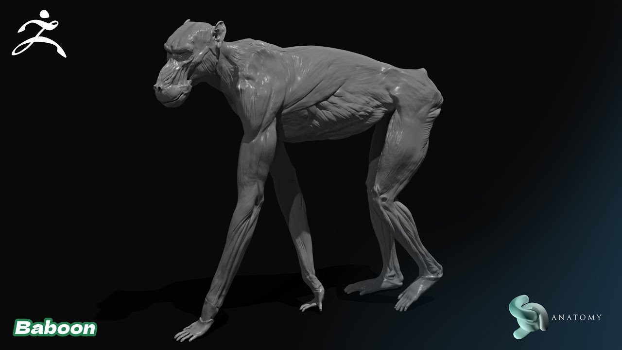 From Ape 2 Mandrill-Baboon Anatomy In ZBrush (Part 2) - YouTube