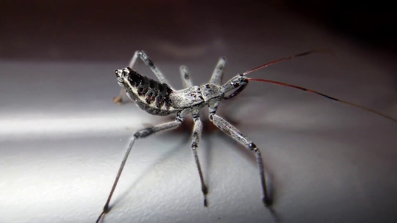 The Complex Life Cycle of Arilus cristatus Revealed - Finenaturalist.blog
