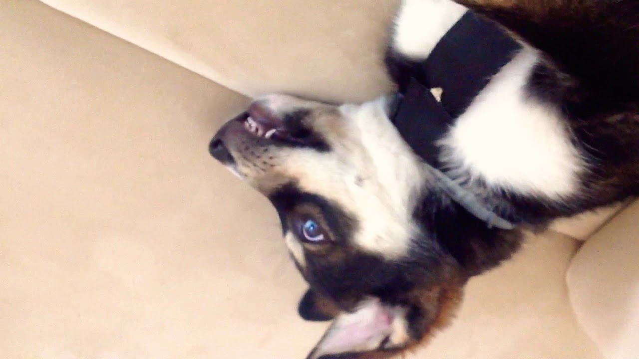 Gerberian Shepsky puppy funny - YouTube