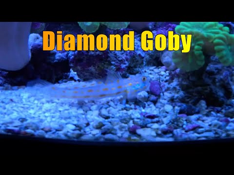 Getting a Close-Up View of the Diamond Goby, the Ultimate Cleanup Crew ...