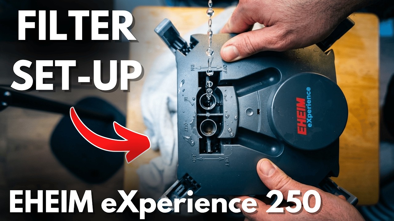 EHEIM eXperience 250 Filter Installation - YouTube