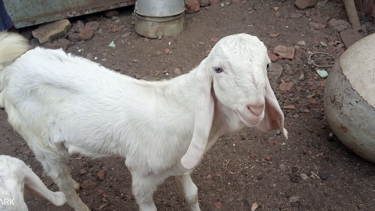 patira goat set up patelgoatfarm subscribe Karo comment karo like Karo ...