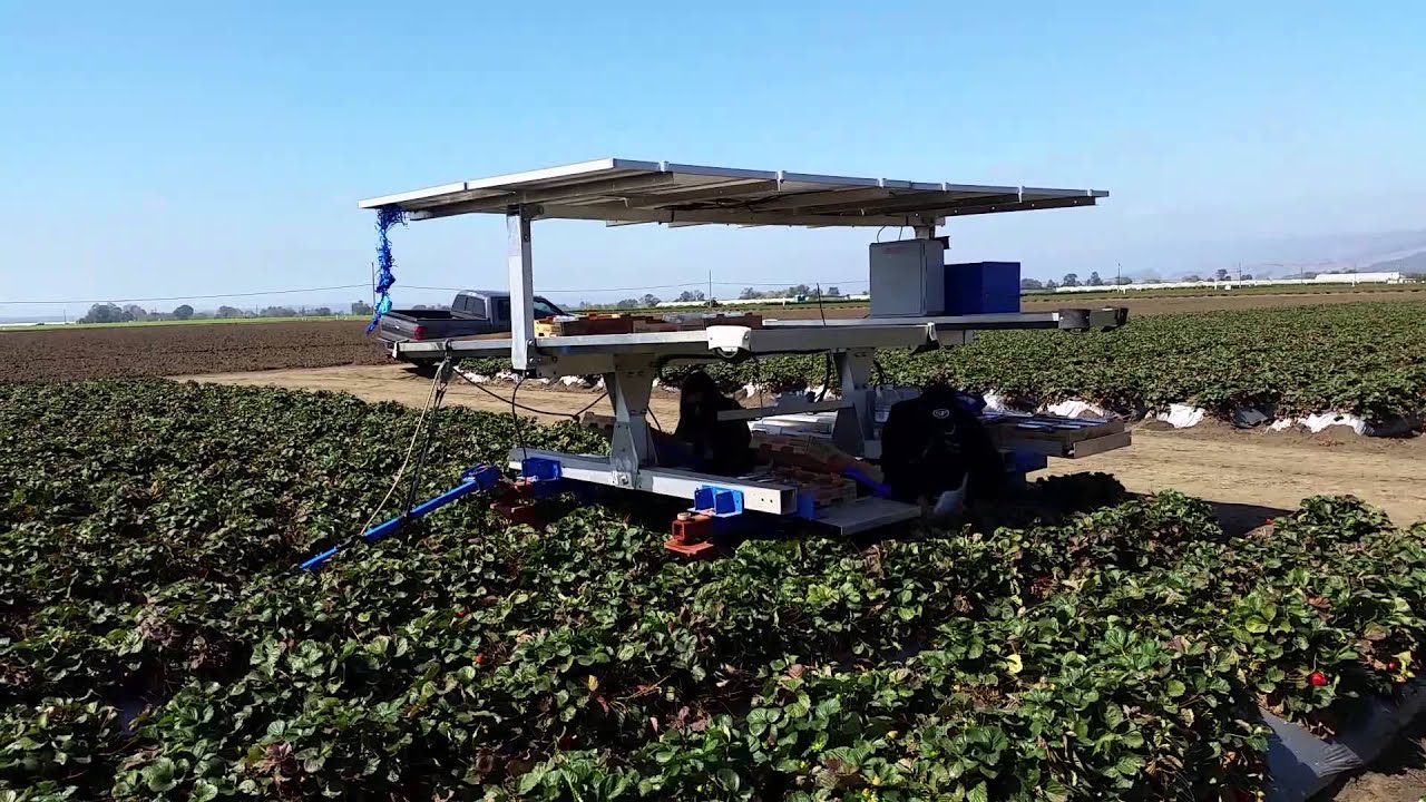 Strawberry Harvesting Machine Berry Harvester Machine JOANNA 5