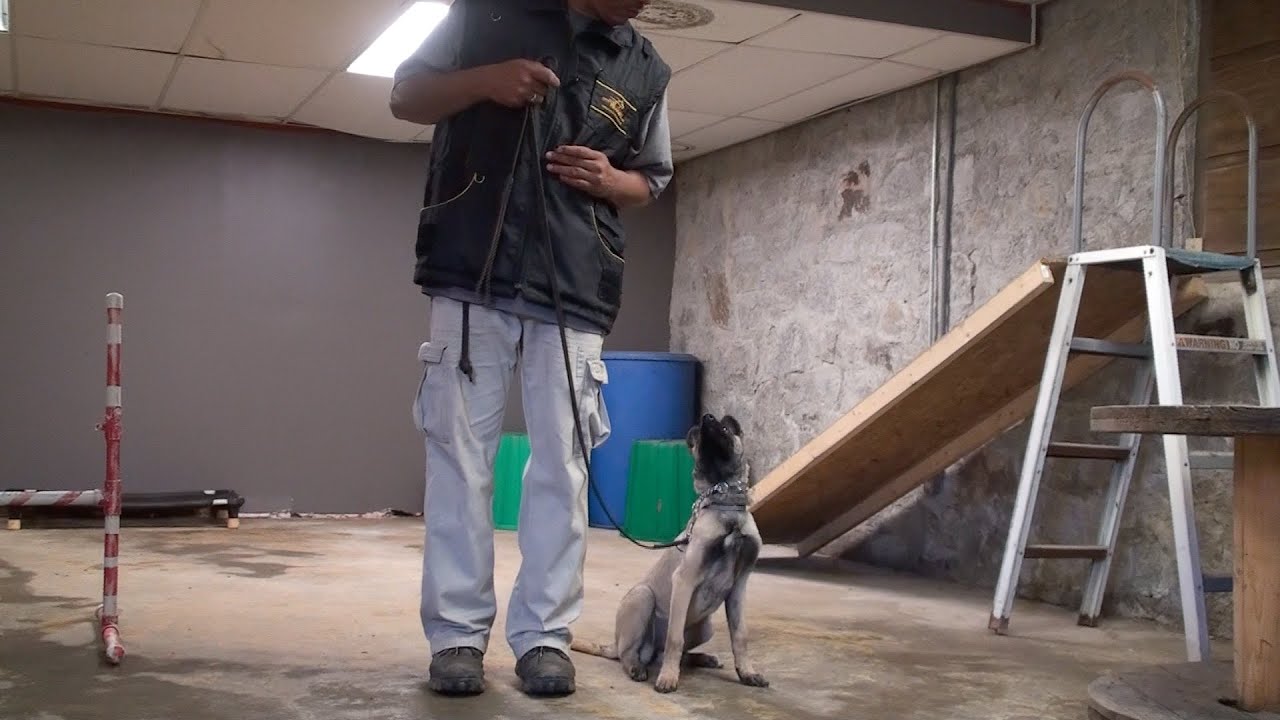 Best Puppy Training Program For Any Breed YouTube best-puppy-training-program-for-any-breed-youtube