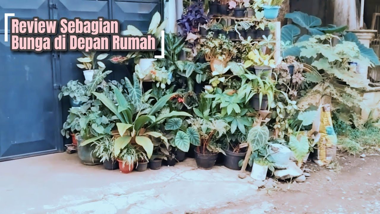 Review Beberapa Bunga di Halaman Rumah - YouTube