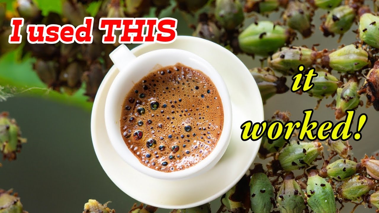 Insect Control: Organic Coffee Fix Explained! How to Control These ...