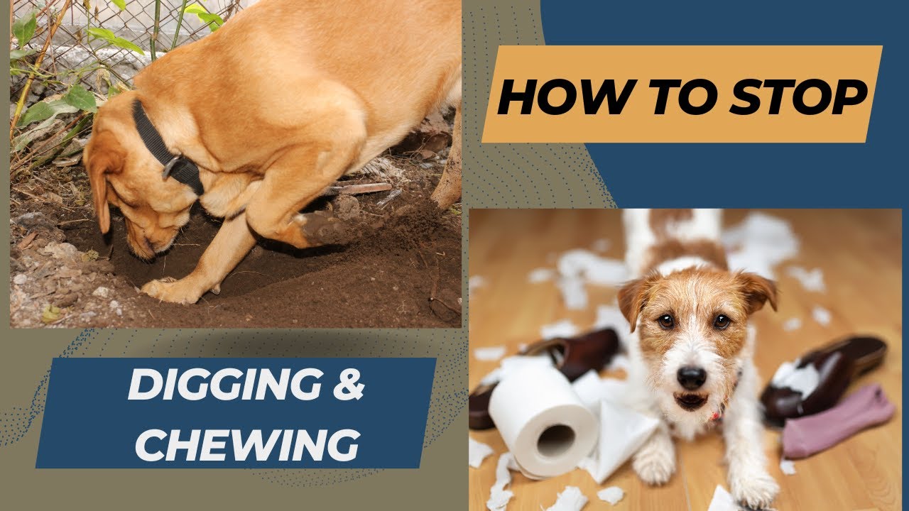 Mastering Canine Behavior: Navigating Chewing, Digging & Defining ...