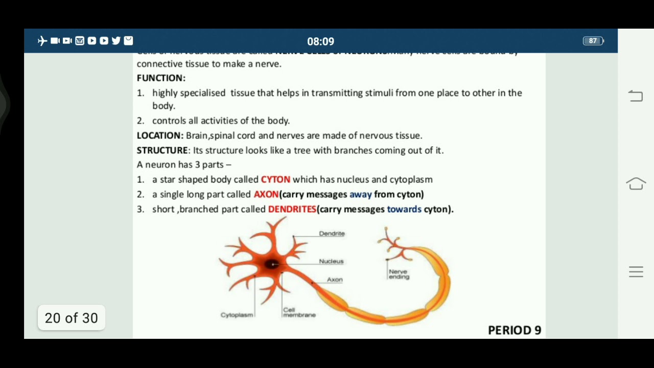 Tissue class 9 bio(nervous tissue) - YouTube