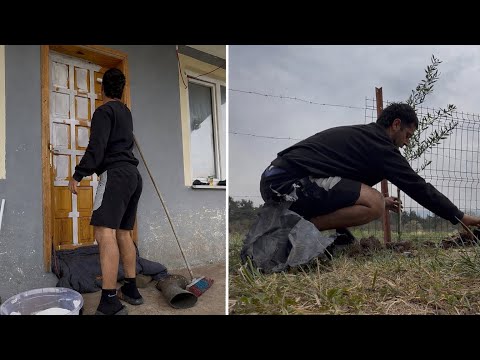 KÖY EVİNİN KAPISINI BOYADIM ZEYTİN FİDANI EKMEYE KARAR VERDİM