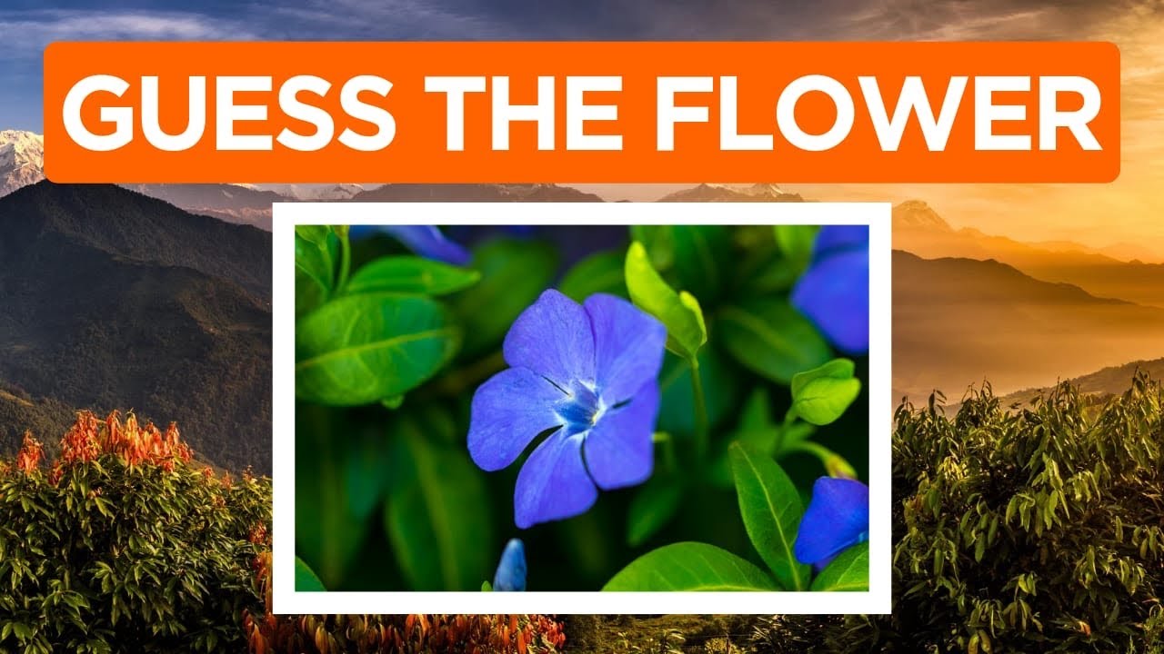 Guess the Flower Name from Image | GK | Image Quiz | Guessing Quiz ...