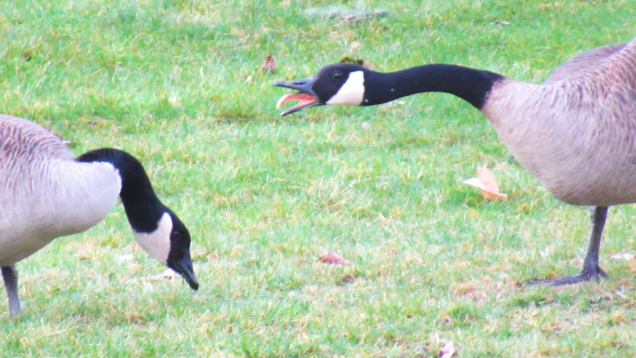 Canada Geese HONKING ANGRY Sounds - YouTube